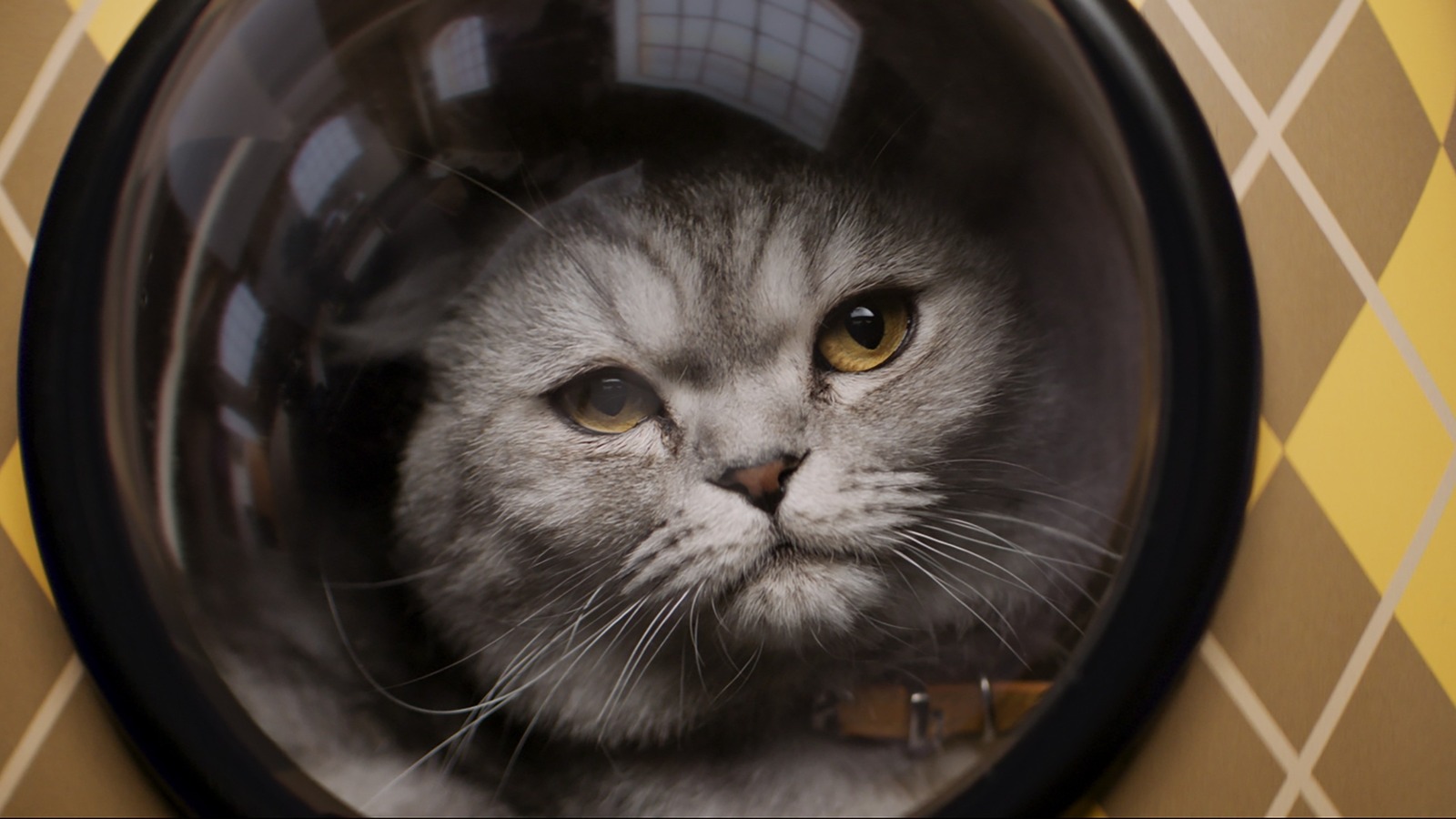 Argylle Director Matthew Vaughn Reveals Who Owns The Cat And Why It's ...