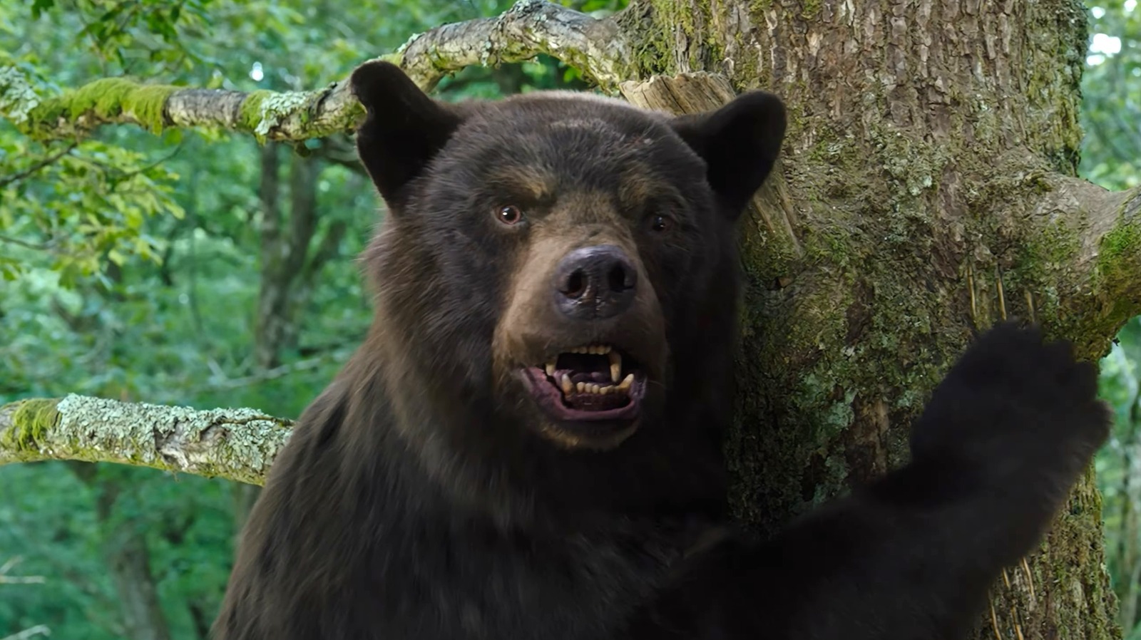 Everything Cocaine Bear Doesn't Tell You About The True Story