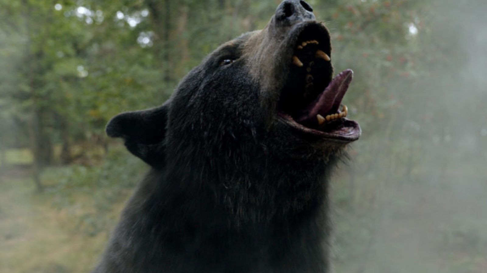 How Many People Did Cocaine Bear Kill In Real Life? The Answer May ... How Many People Did Cocaine Bear Kill In Real Life? The Answer May ...