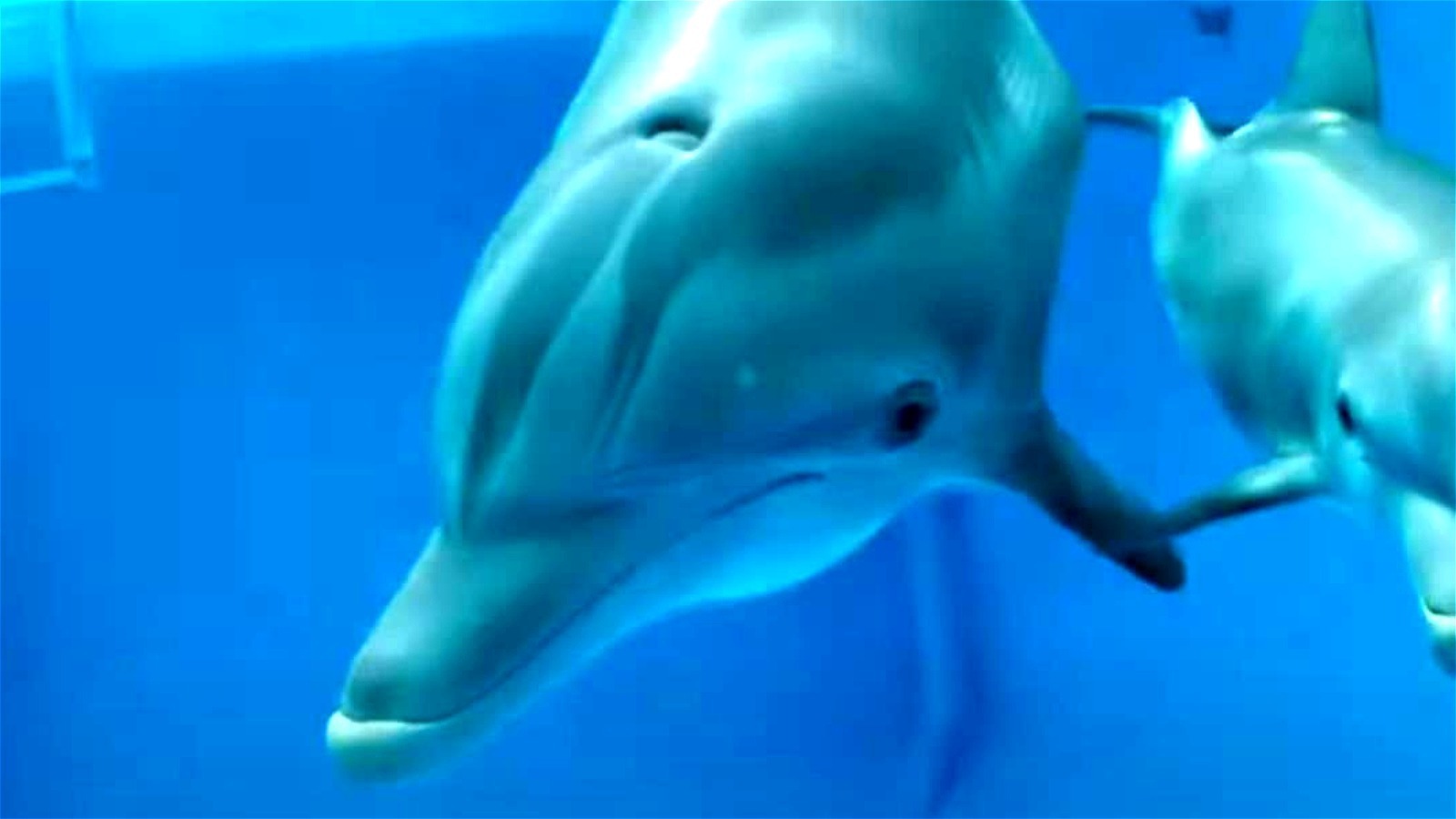 Winter The Dolphin Baby
