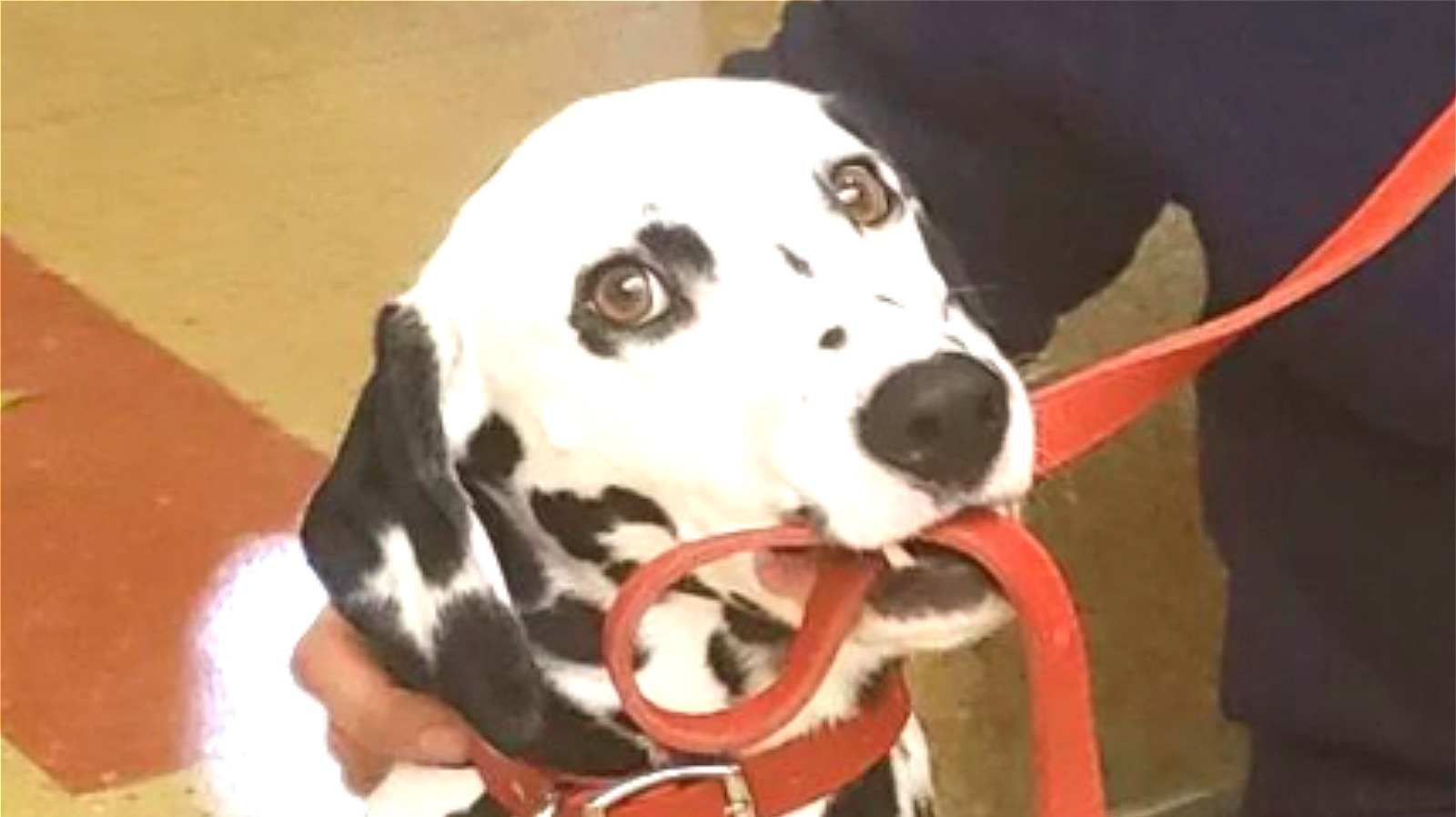 Tuesday Tributes From The Stars Of Chicago Fire Have Fans In Tears